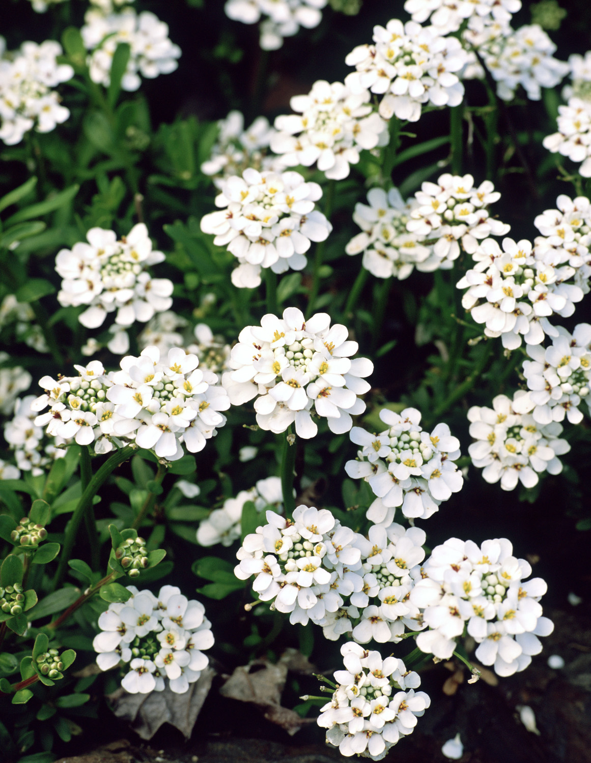 Planting Flowers | Living With Landyn