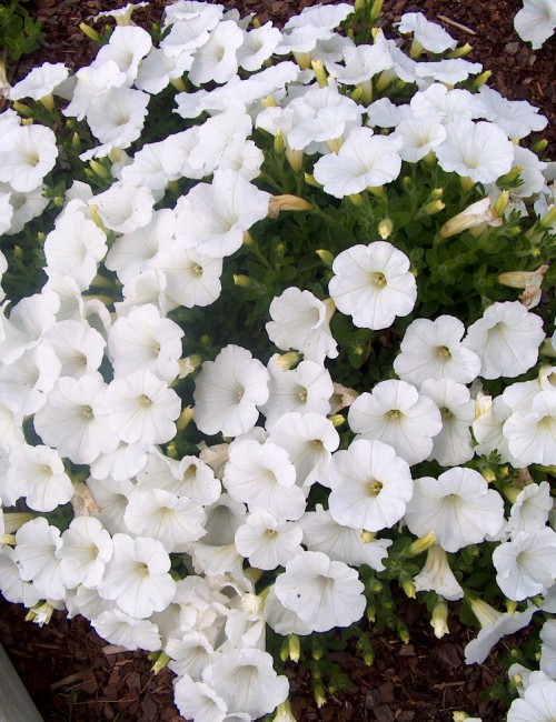 Planting Flowers | Living With Landyn